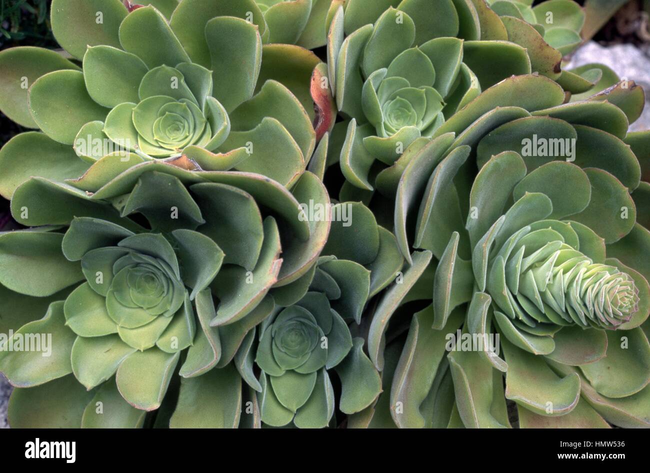 Canary island aeonium (Aeonium canariense), Crassulaceae Stock Photo ...
