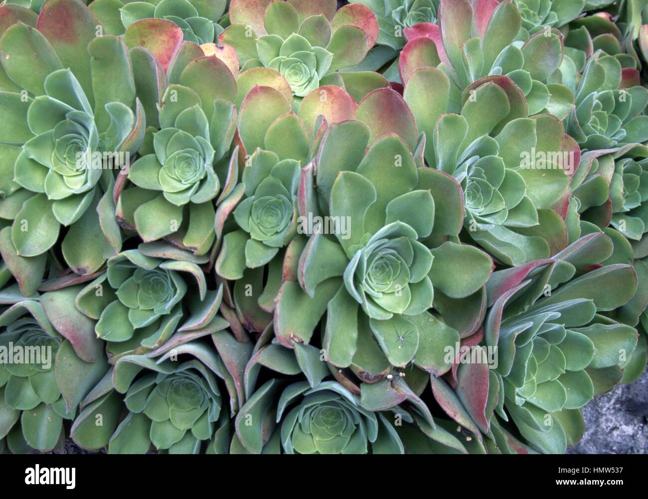 Canary island aeonium (Aeonium canariense), Crassulaceae Stock Photo ...