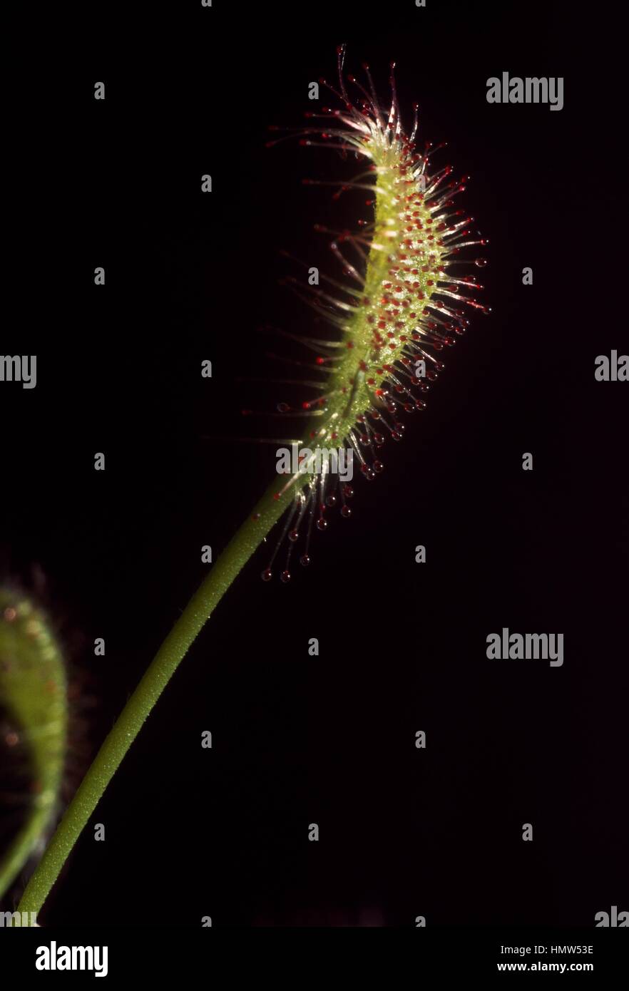 Drosera x watari hi-res stock photography and images - Alamy
