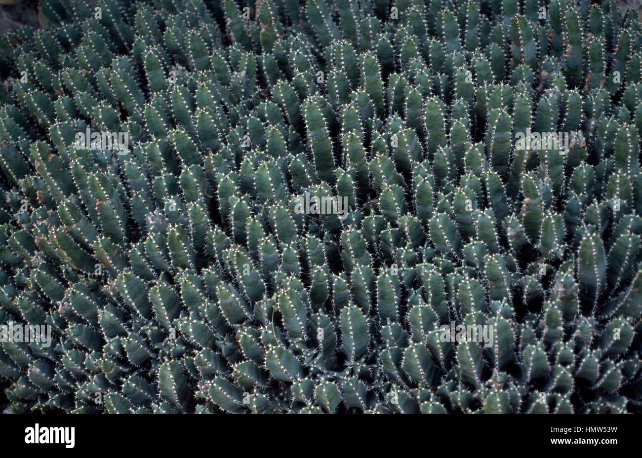 African spurge (Euphorbia resinifera), Euphorbiaceae Stock Photo - Alamy