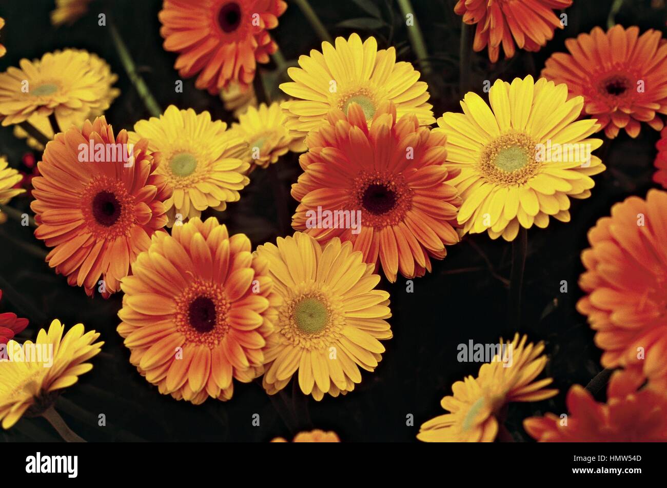 Gerbera or African daisy (Gerbera sp), Asteraceae Stock Photo - Alamy