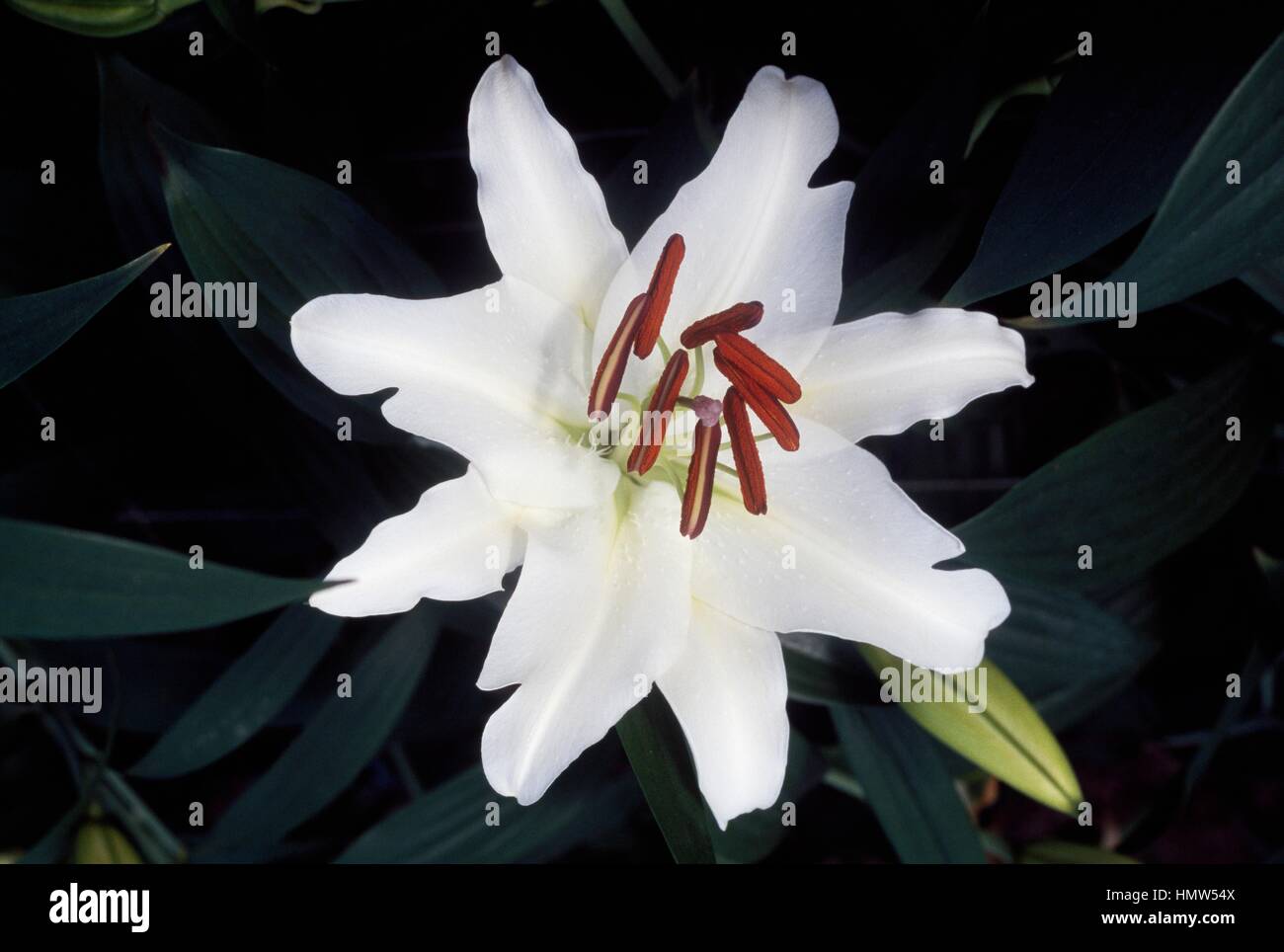 Lilium albertville hi-res stock photography and images - Alamy