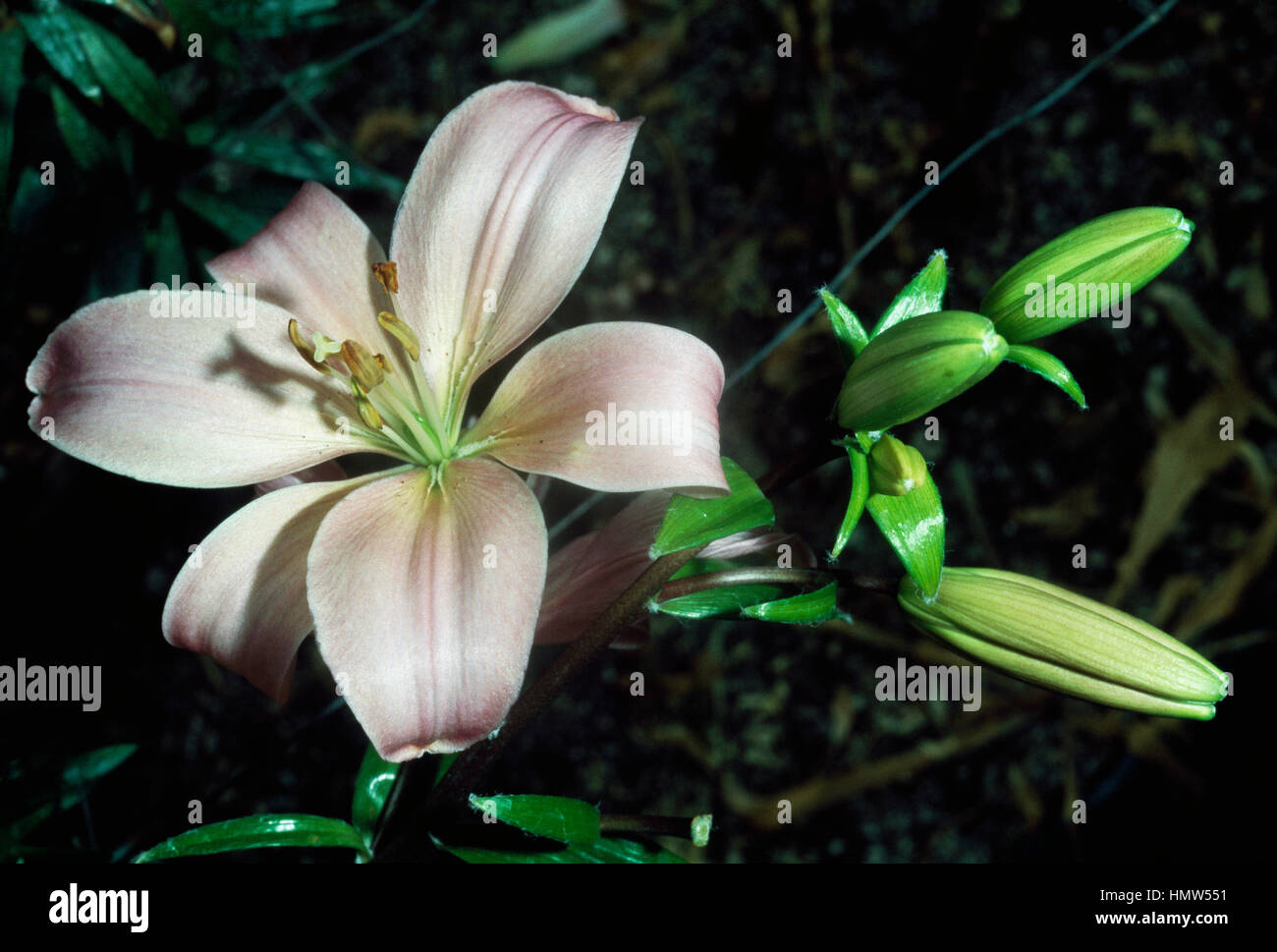 Lilium sp hi-res stock photography and images - Alamy