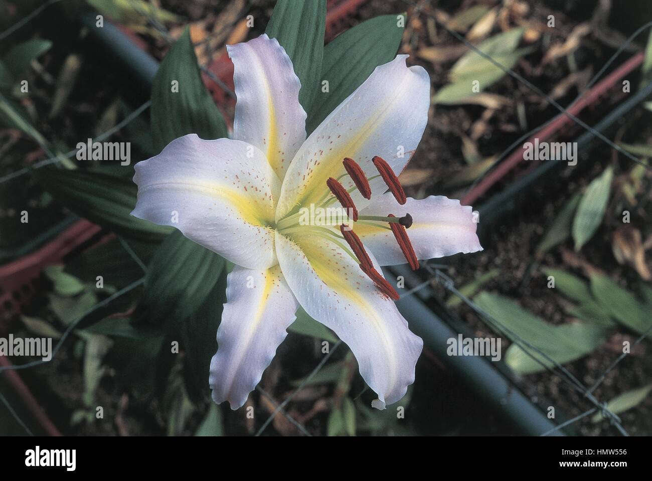 Lilium noblesse hi-res stock photography and images - Alamy