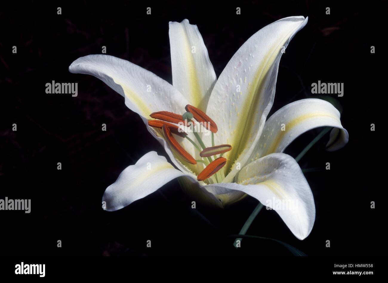 Lily lilium black white hi-res stock photography and images - Alamy