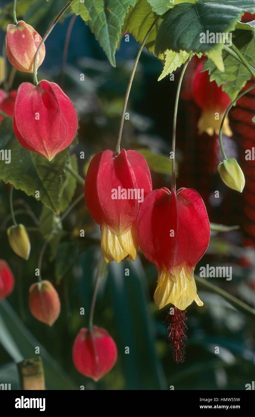 Trailing Abutilon (Abutilon megapontamicum), Malvaceae Stock Photo - Alamy