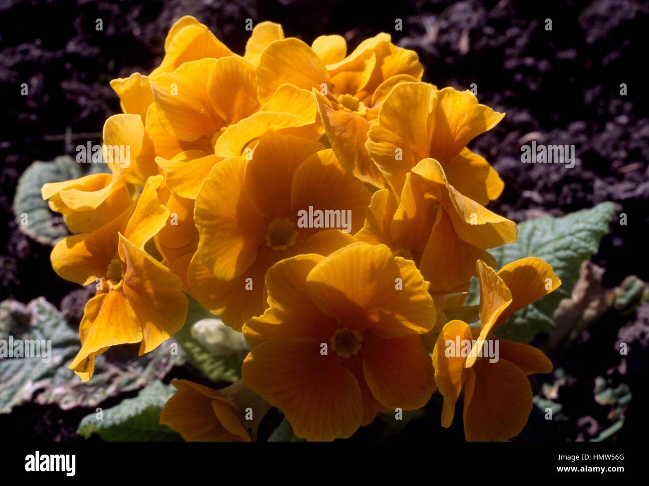 Primorose (Primula sp), Primulaceae Stock Photo - Alamy