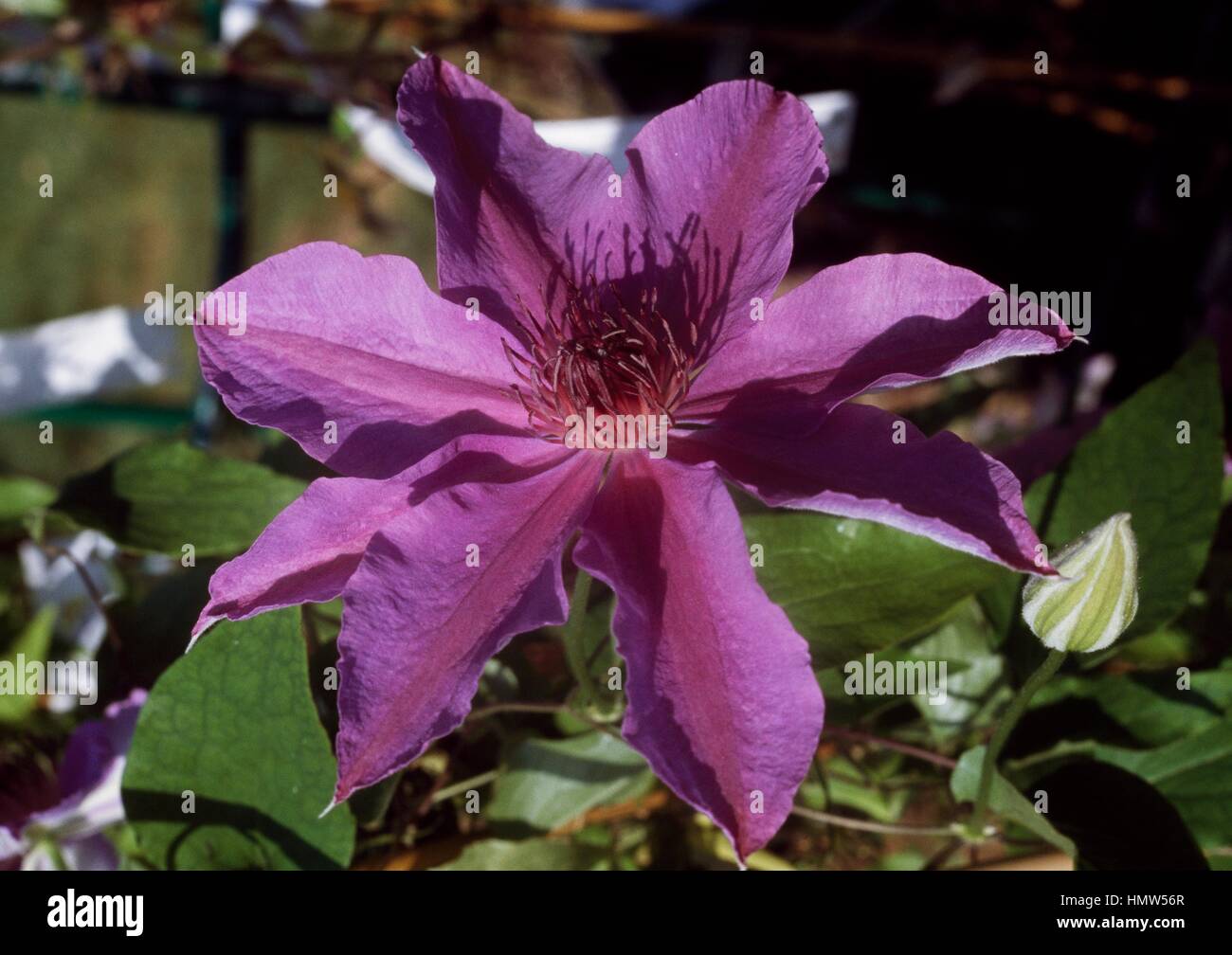 Clematis Ruby Glow, Ranunculaceae Stock Photo - Alamy