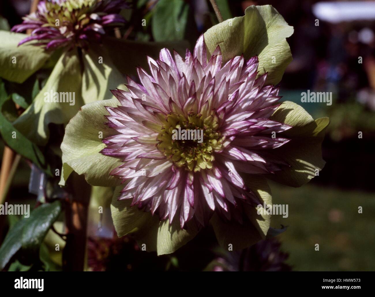 Clematis Florida Bicolor, Ranunculaceae Stock Photo - Alamy
