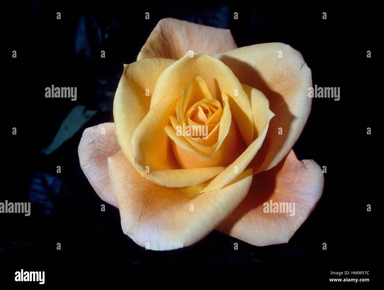 Sarah rose hi-res stock photography and images - Alamy
