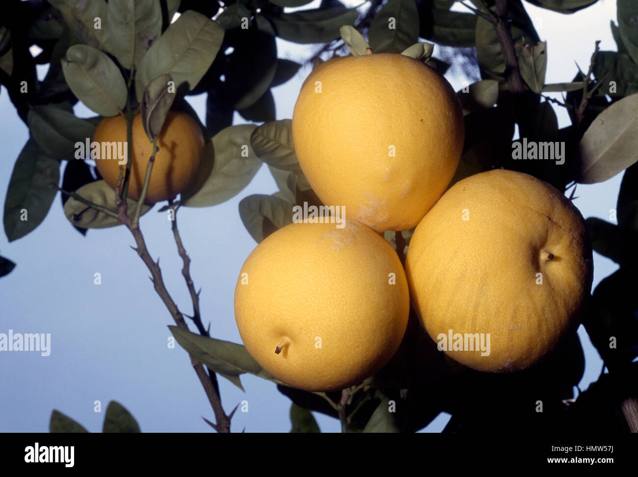 Pomelo (Citrus maxima or Citrus grandis), Rutaceae Stock Photo - Alamy