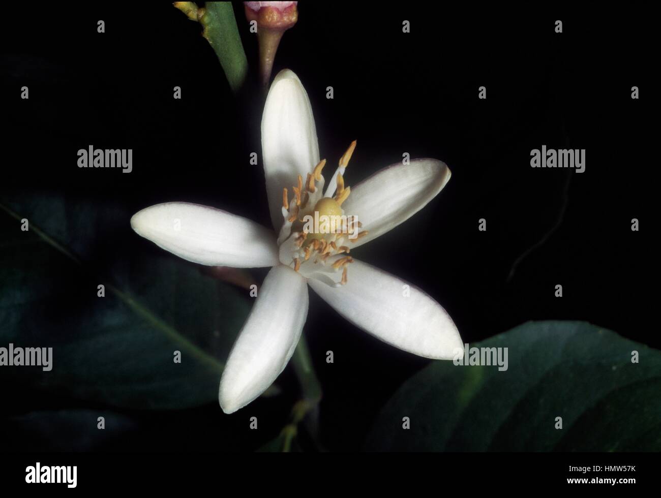 Lemon flower (Citrus limon), Rutaceae Stock Photo - Alamy