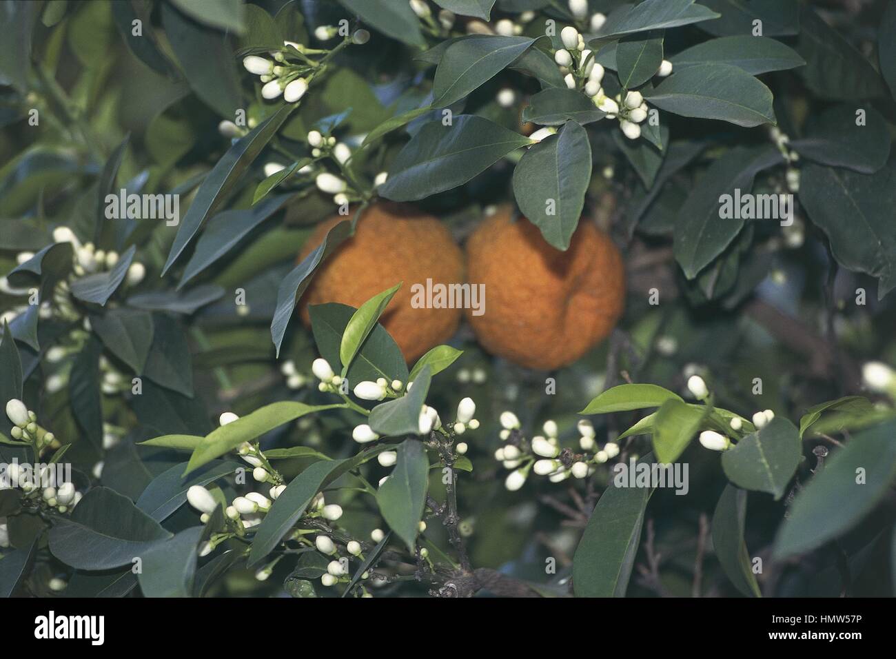 Botany trees rutaceae sour hi-res stock photography and images - Alamy