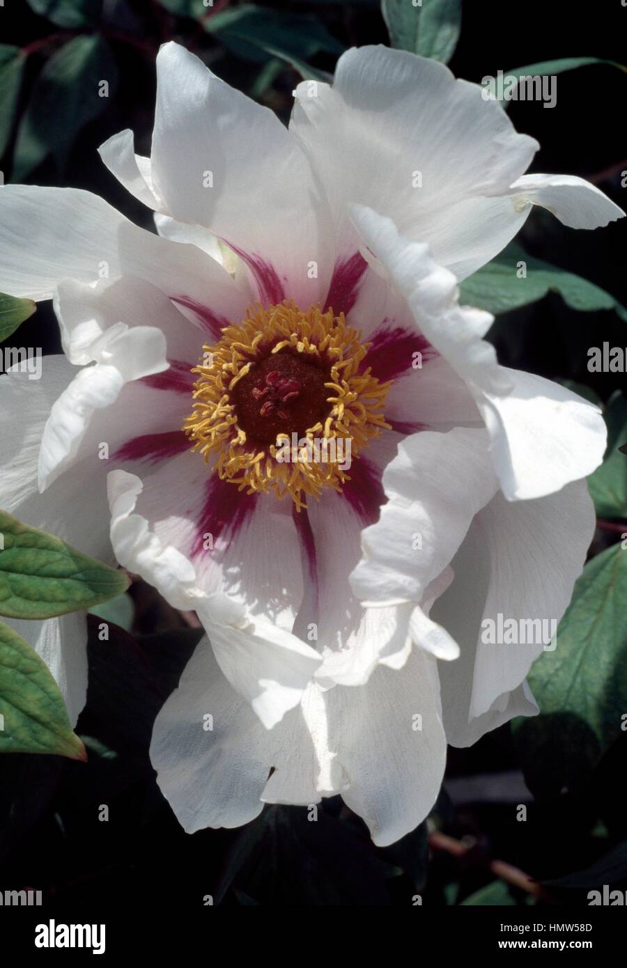 Paeonia moutan hi-res stock photography and images - Alamy