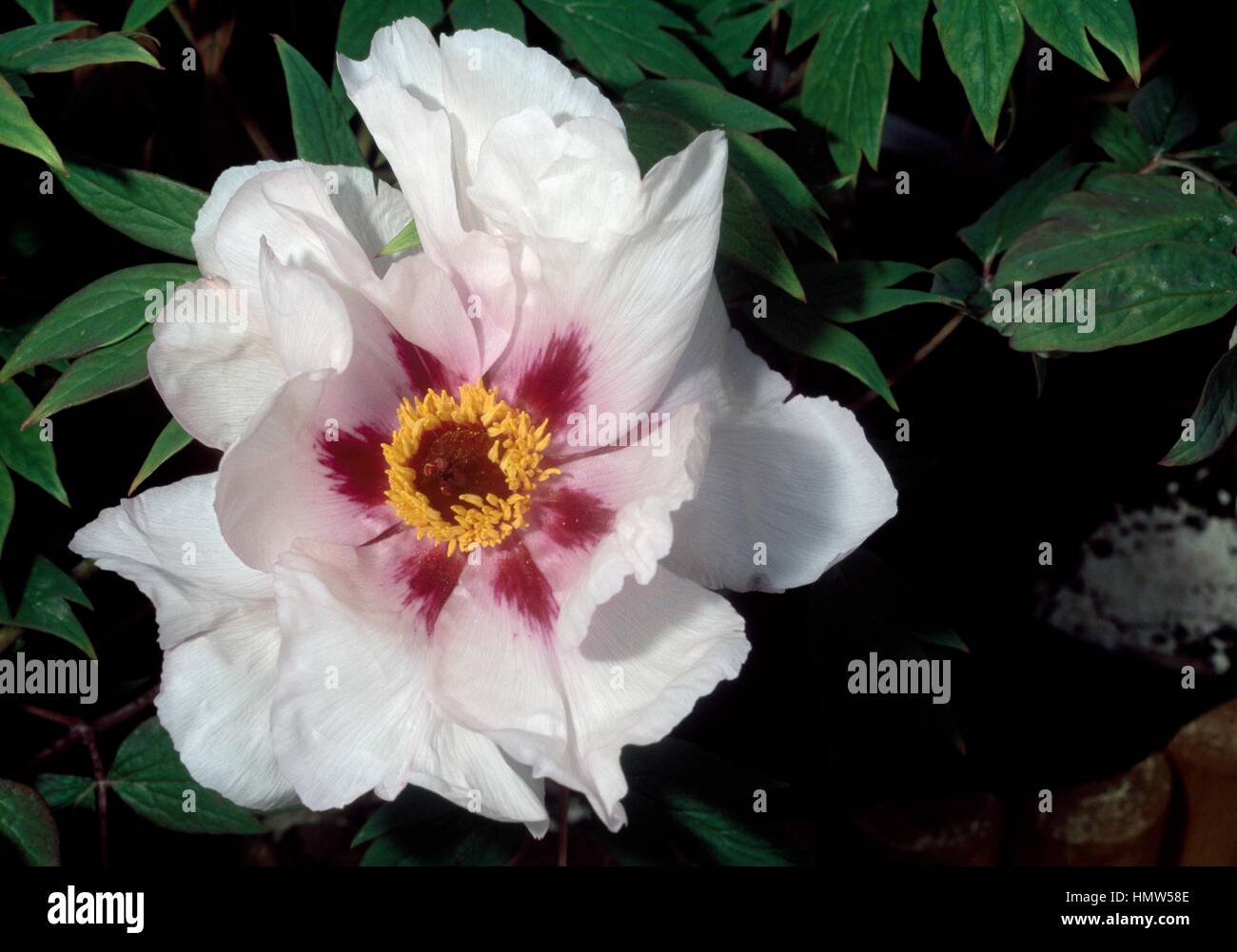 Paeonia moutan hi-res stock photography and images - Alamy