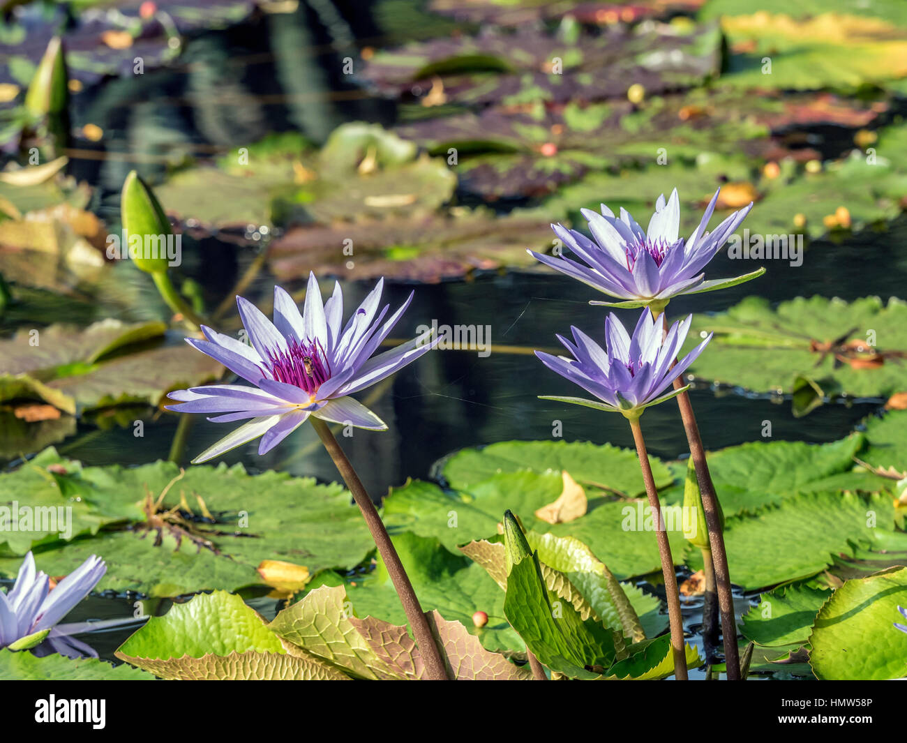 Nymphaeaceae is a family of flowering plants. Members of this family ...