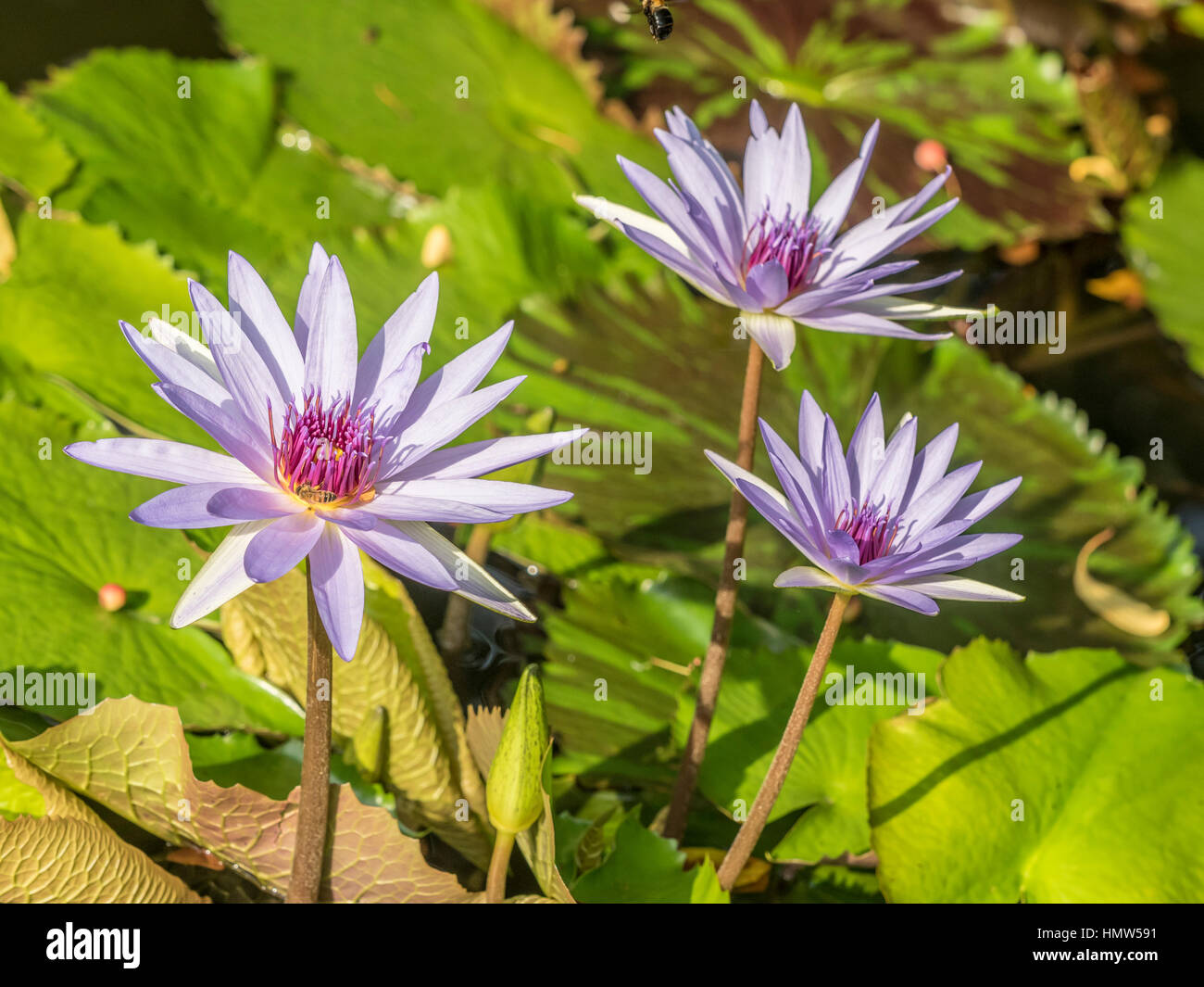 Nymphaeaceae is a family of flowering plants. Members of this family ...