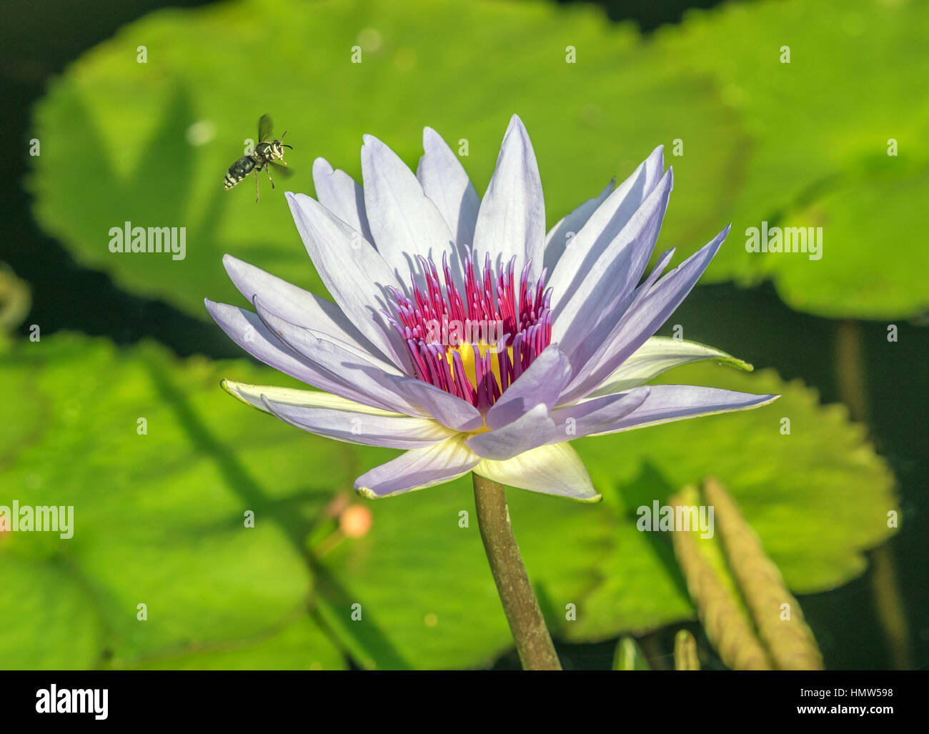 Nymphaeaceae is a family of flowering plants. Members of this family ...