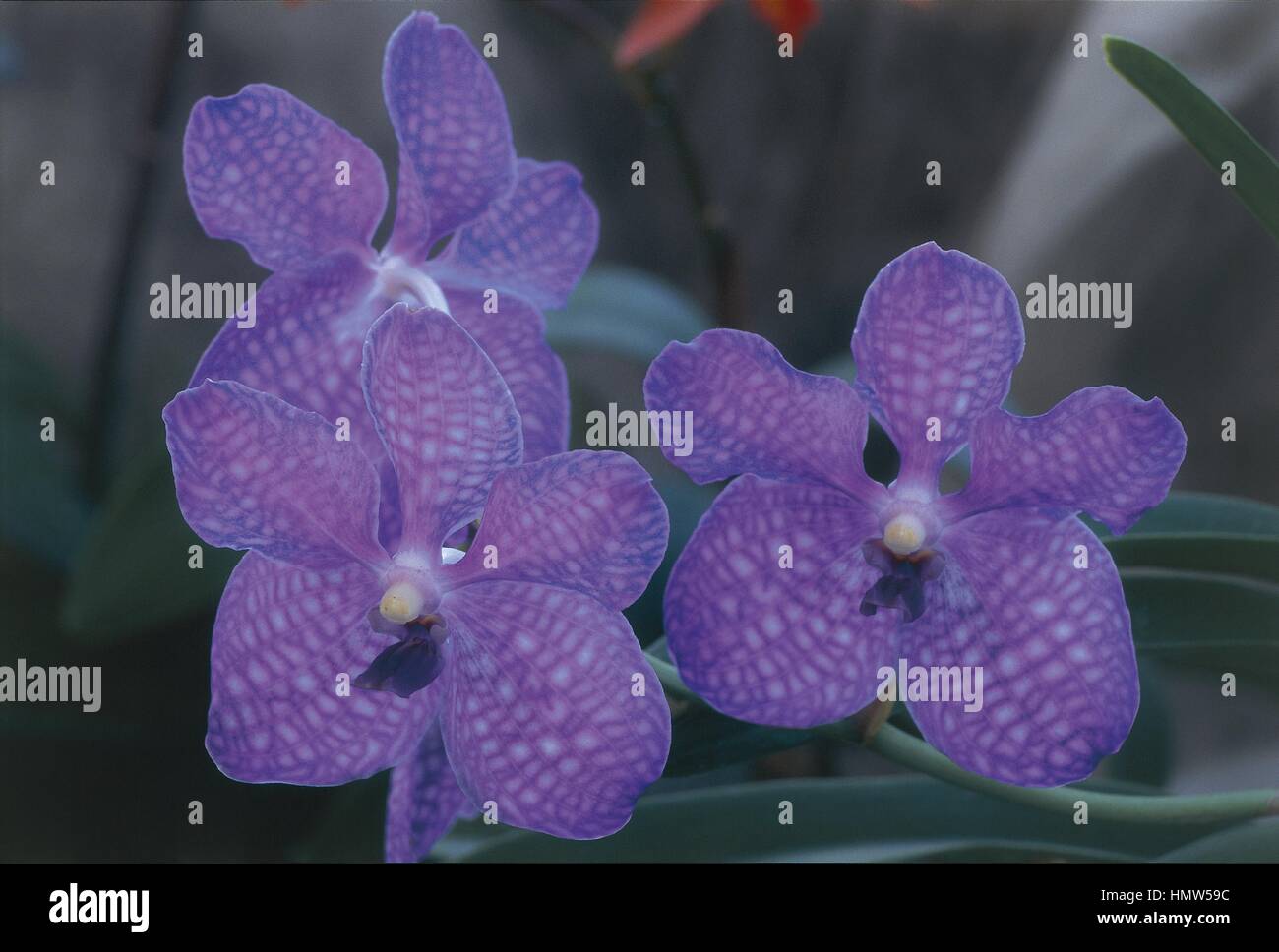 Vanda orchid purple spotted hi-res stock photography and images - Alamy
