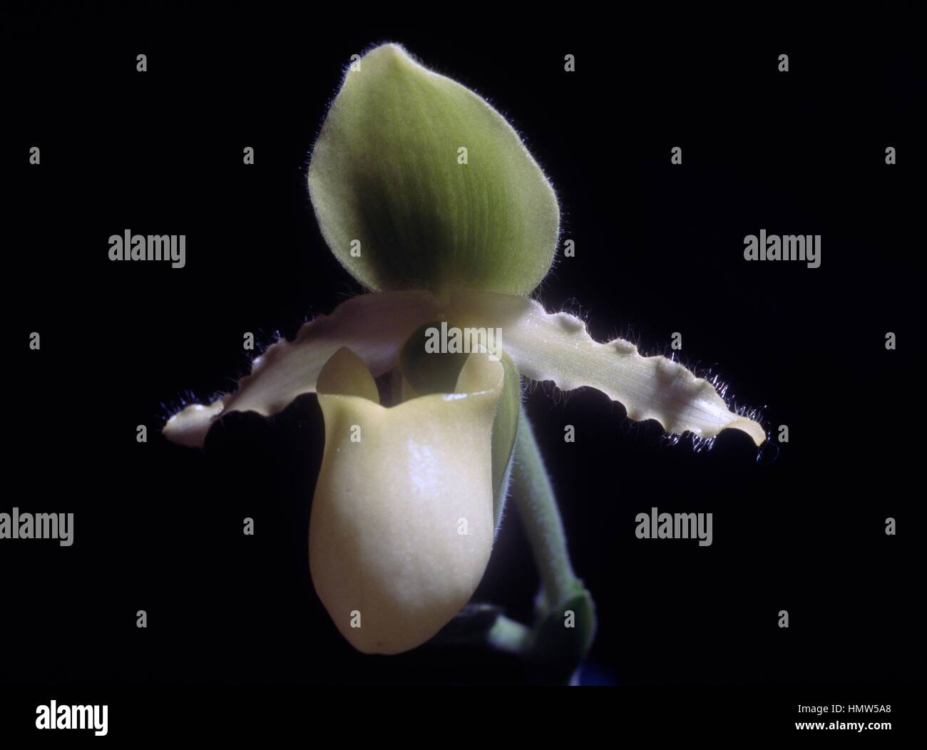Venus slipper plant hi-res stock photography and images - Alamy