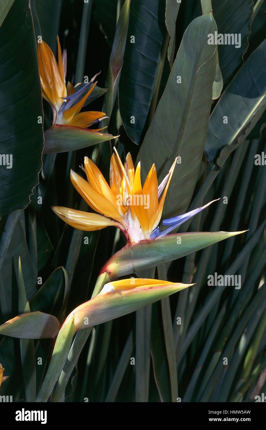 Crane Flower or Bird of Paradise (Strelitzia reginae), Strelitziaceae ...