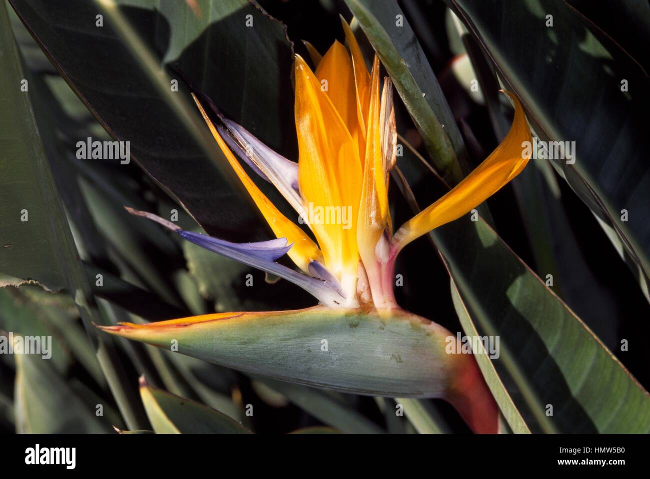 Crane Flower or Bird of Paradise (Strelitzia reginae), Strelitziaceae ...