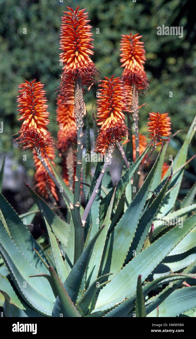 Principis High Resolution Stock Photography and Images - Alamy