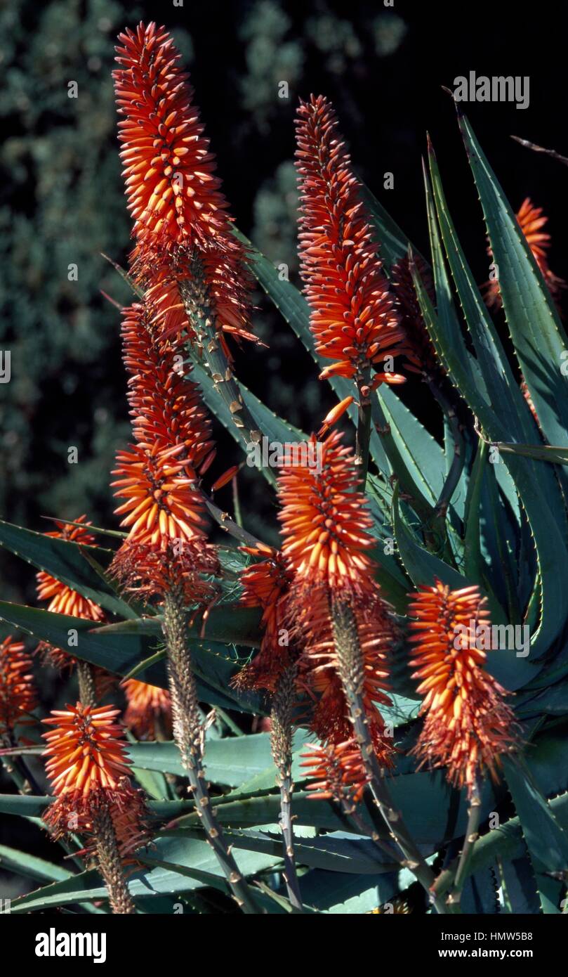Botany liliaceae aloe hi-res stock photography and images - Alamy