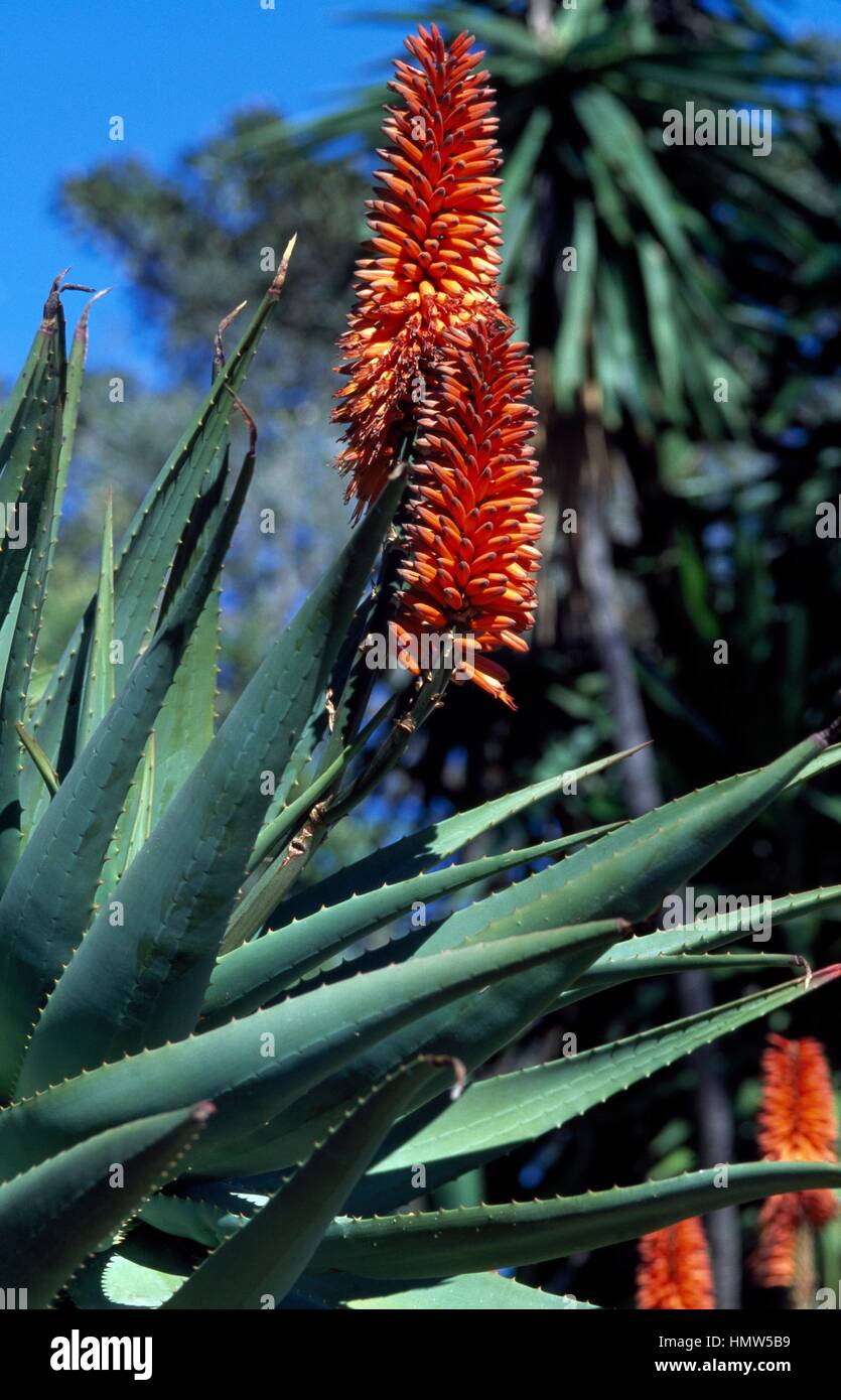 Principis High Resolution Stock Photography and Images - Alamy