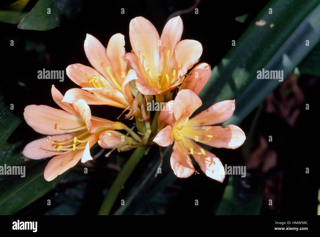 Clivia curtantiflora hi-res stock photography and images - Alamy