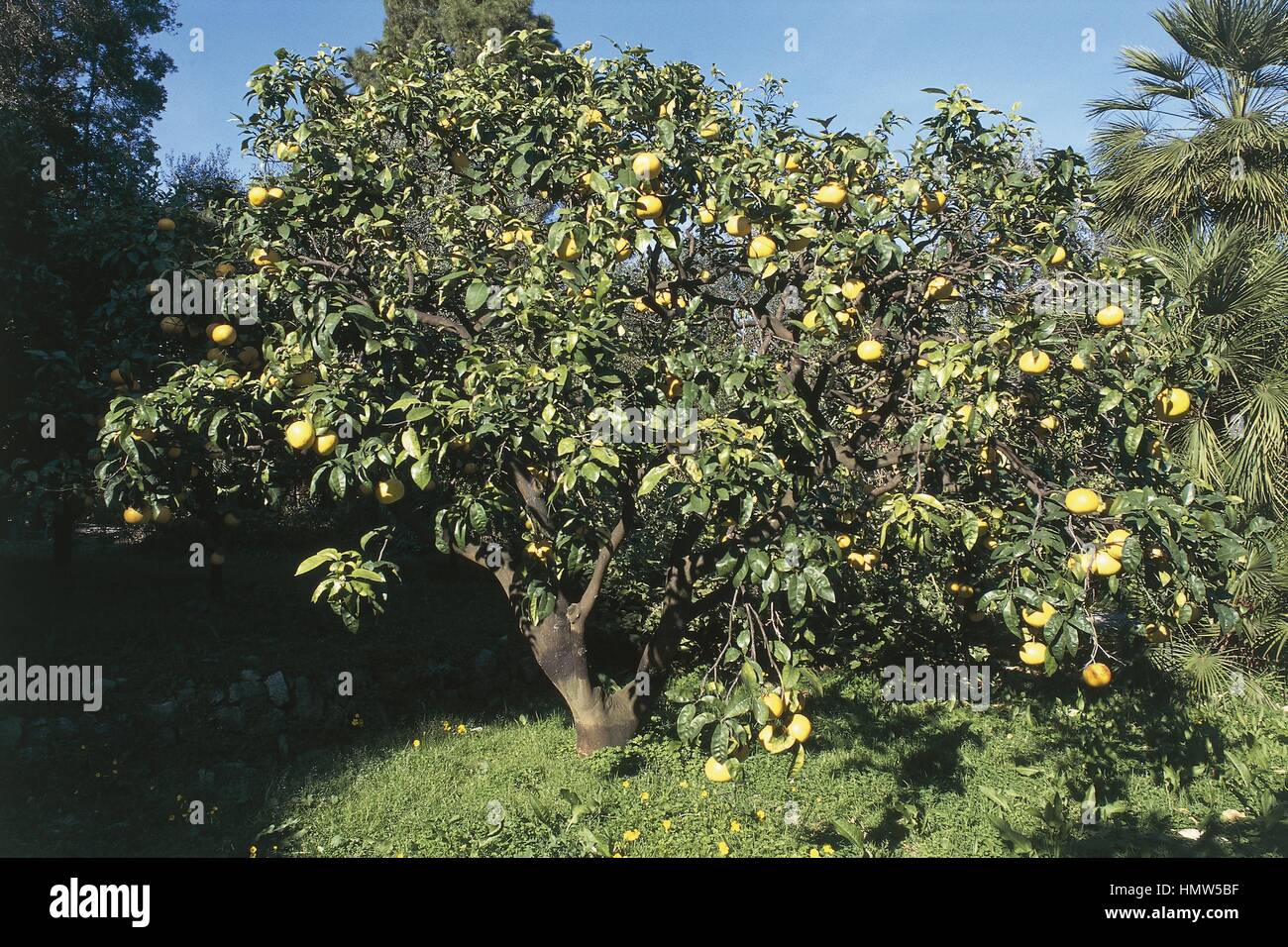 Botany orange citrus aurantium hi-res stock photography and images - Alamy