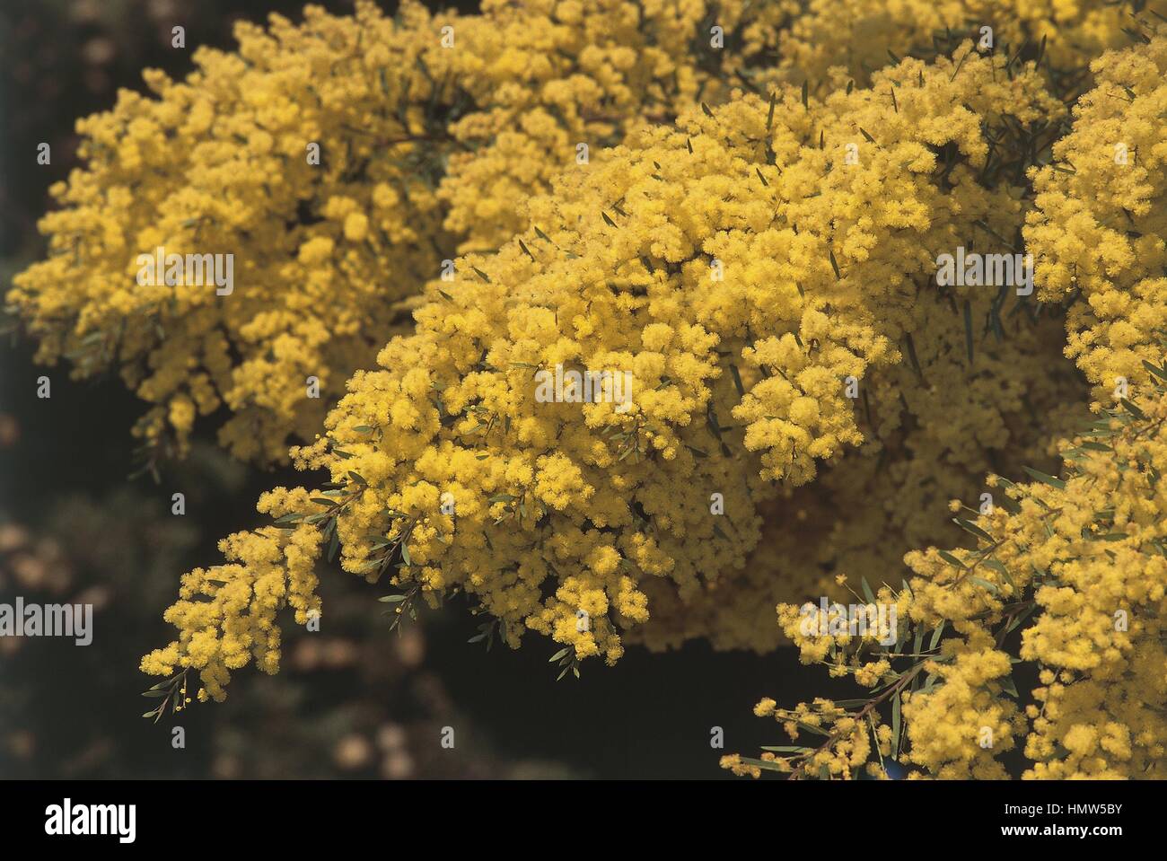 Botany fabaceae silver hi-res stock photography and images - Alamy