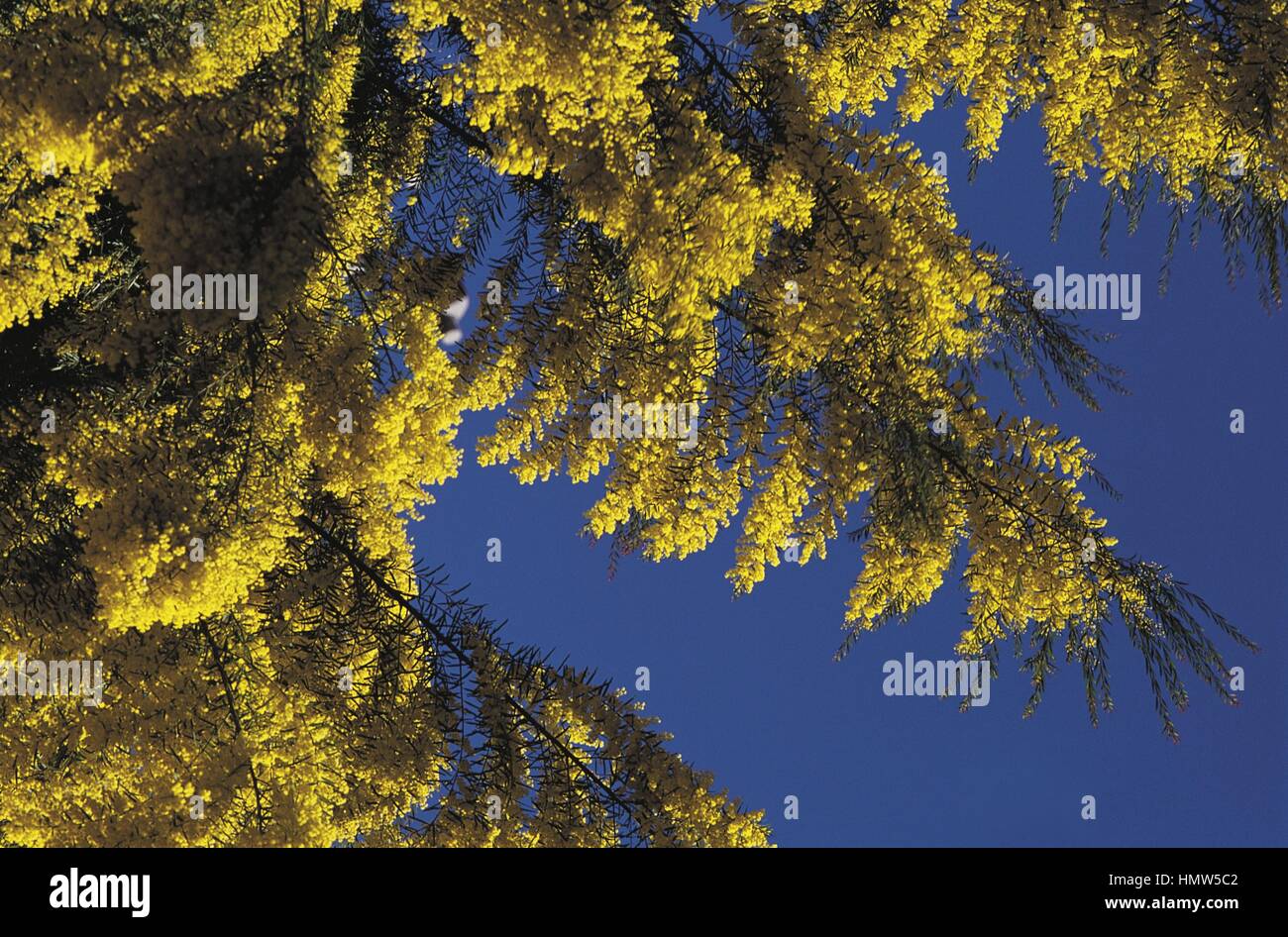 Botany - Trees - Fabaceae - Yellow Mimosa (Acacia) flowers Stock Photo ...