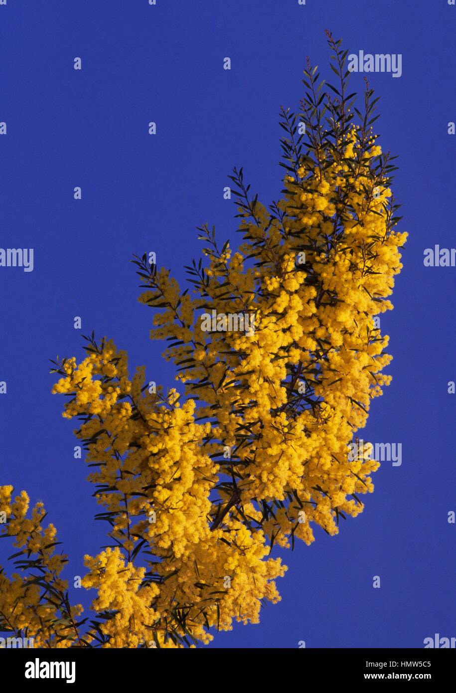 Mimosa mimosa sp hi-res stock photography and images - Alamy