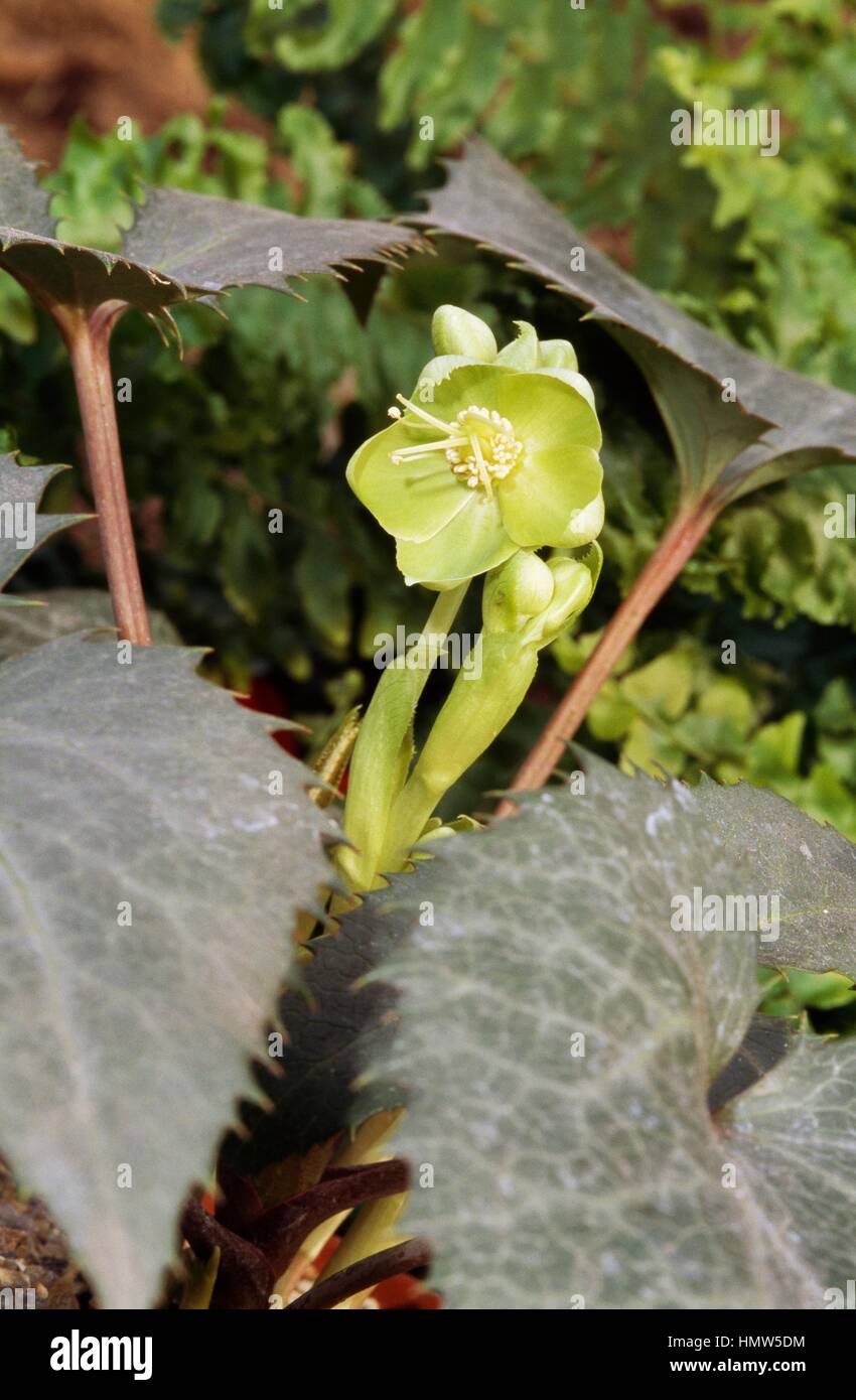 Helleborus x sternii, Ranunculaceae Stock Photo - Alamy