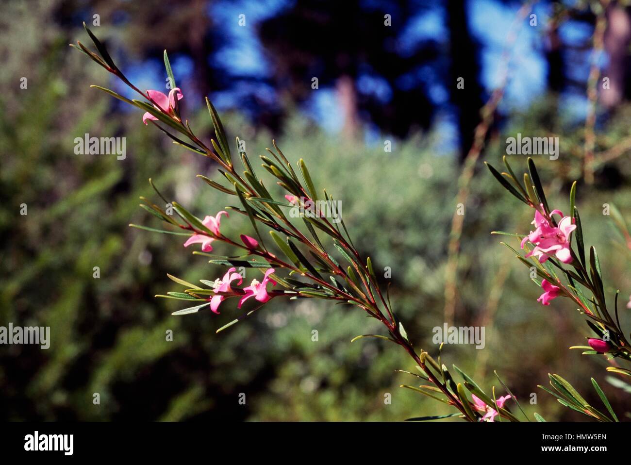 Small Crowea or Waxflower (Crowea Exalata), Rutaceae Stock Photo - Alamy