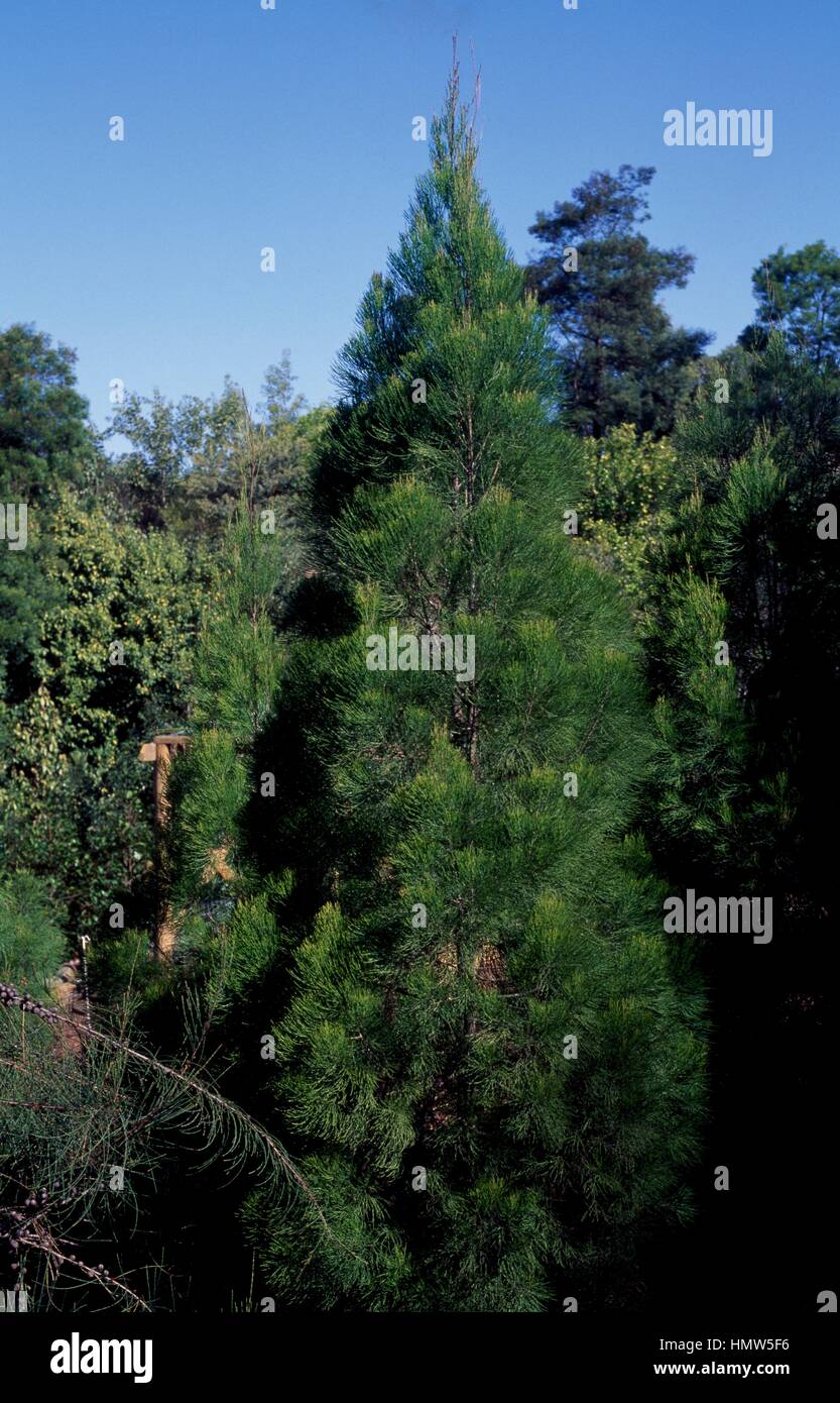 Gymnostoma daintree pine hi-res stock photography and images - Alamy