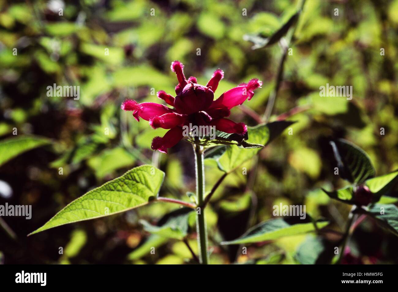 Rose leaf sage flower salvia puberula hi-res stock photography and ...