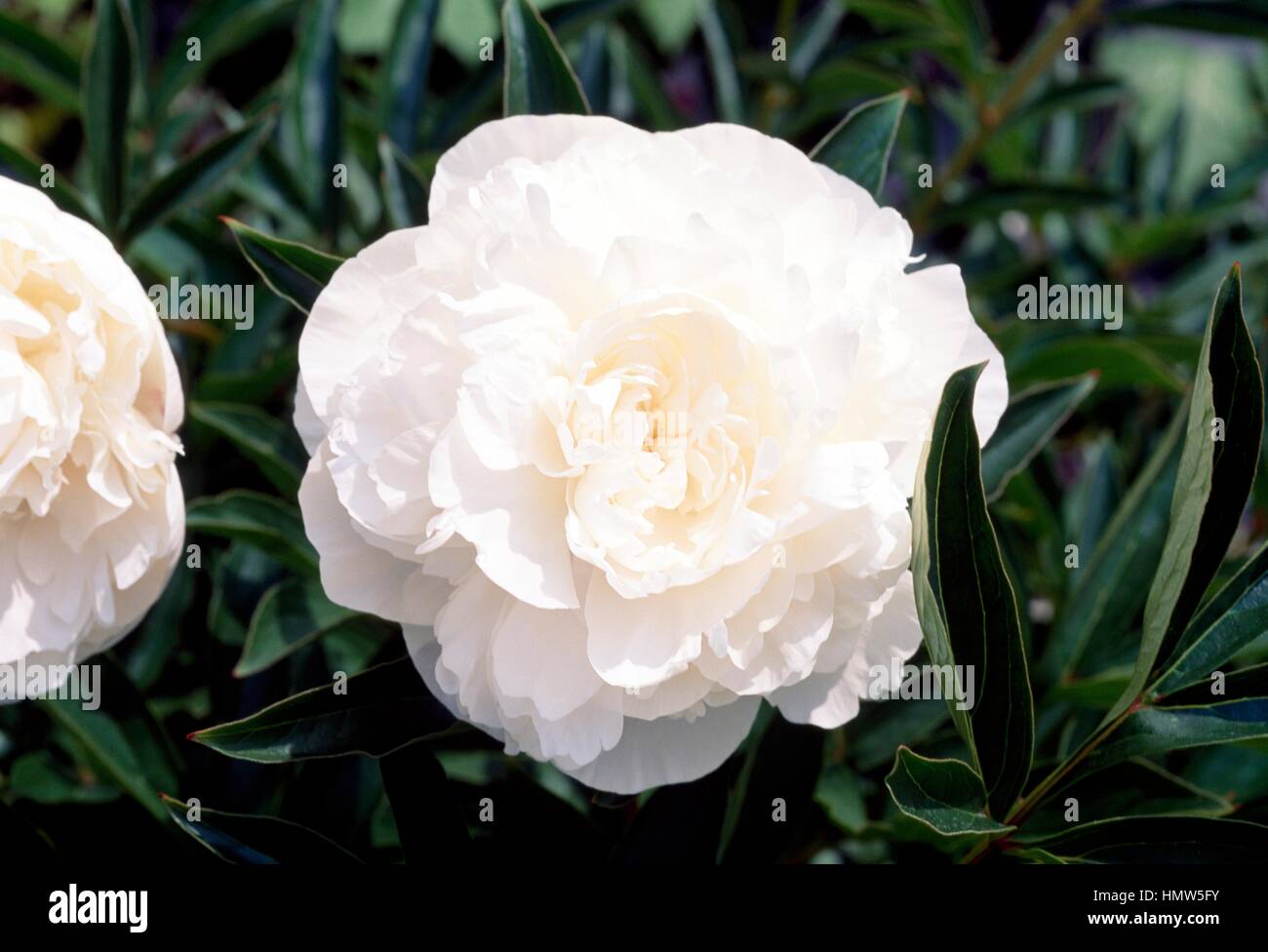 Solange peony hi-res stock photography and images - Alamy