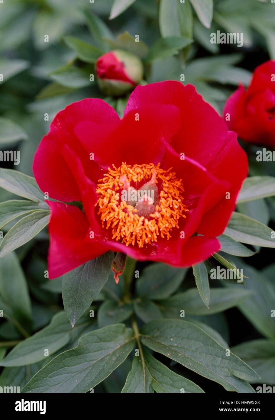 European peony or common peony (Paeonia officinalis), Paeoniceae Stock ...