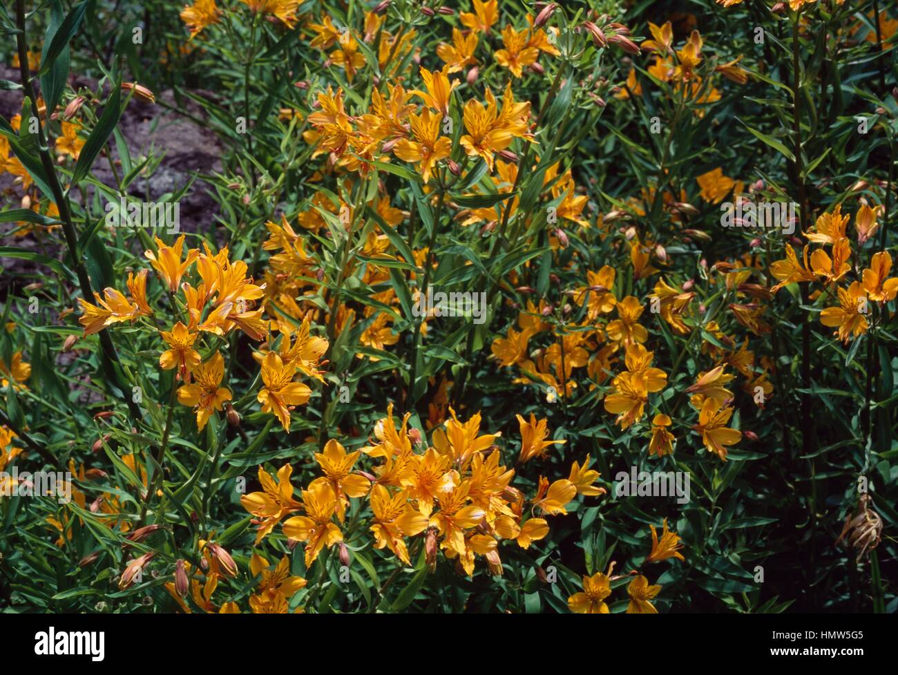 Peruvian Lily (Alstroemeria aurea), Alstroemeriaceae Stock Photo - Alamy