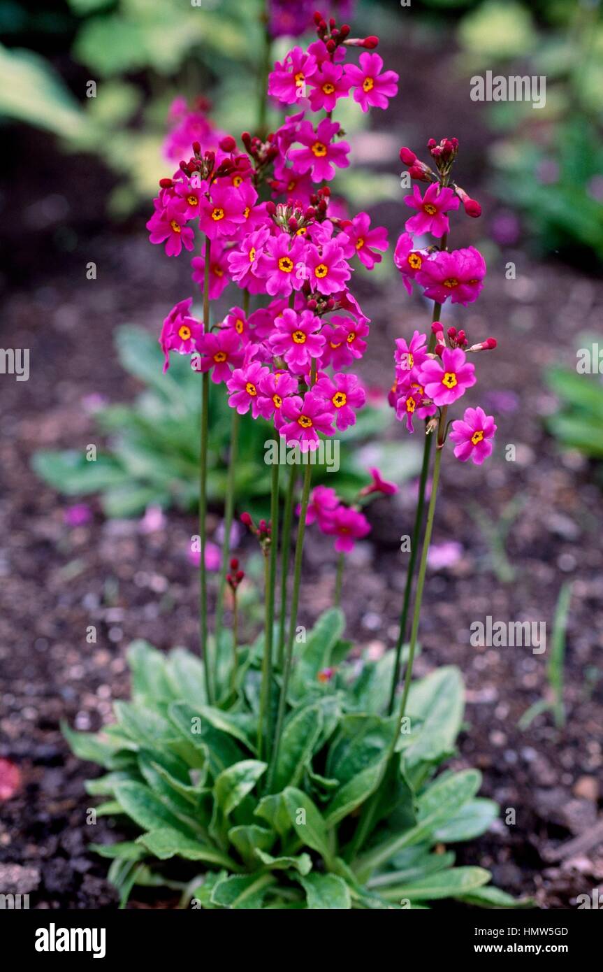 Candelabra primrose (Primula poissonii), Primulaceae Stock Photo - Alamy
