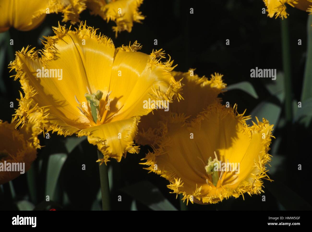 Tulip hamilton hi-res stock photography and images - Alamy