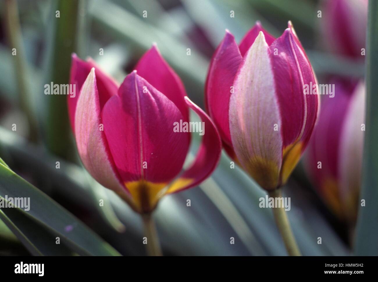 Tulip (Tulipa pulchella Persian Pearl), Liliaceae Stock Photo - Alamy