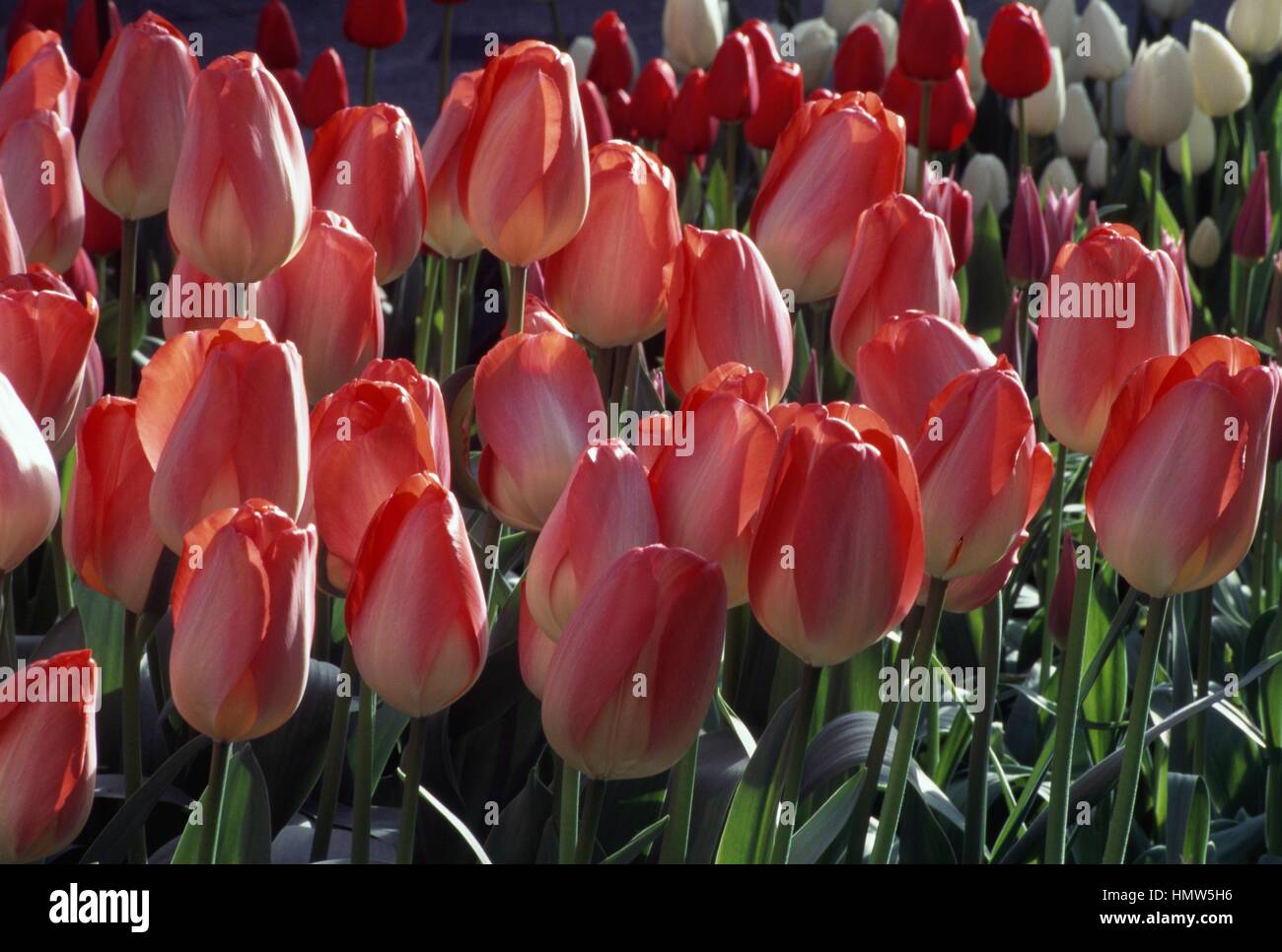 Tulip big chief hi-res stock photography and images - Alamy