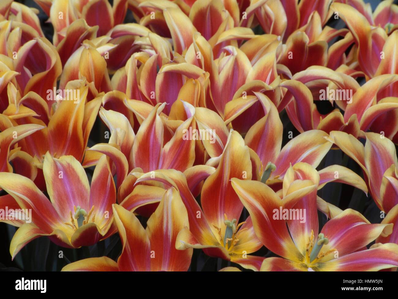 Tulipa ballade flower hi-res stock photography and images - Alamy