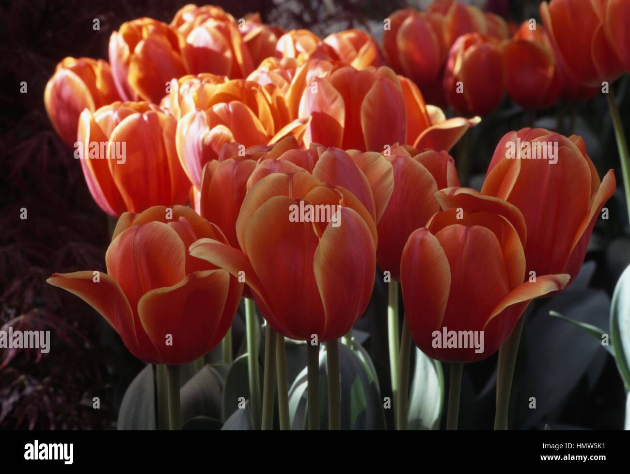 Darwin Tulip (Tulipa Ad Rem), Liliaceae Stock Photo - Alamy