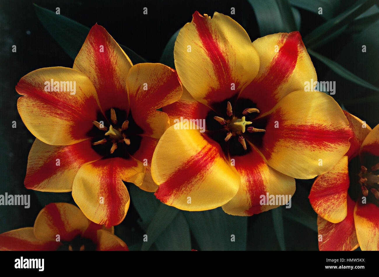 Tulip (Tulipa greigii Cape Cod), Liliaceae Stock Photo - Alamy
