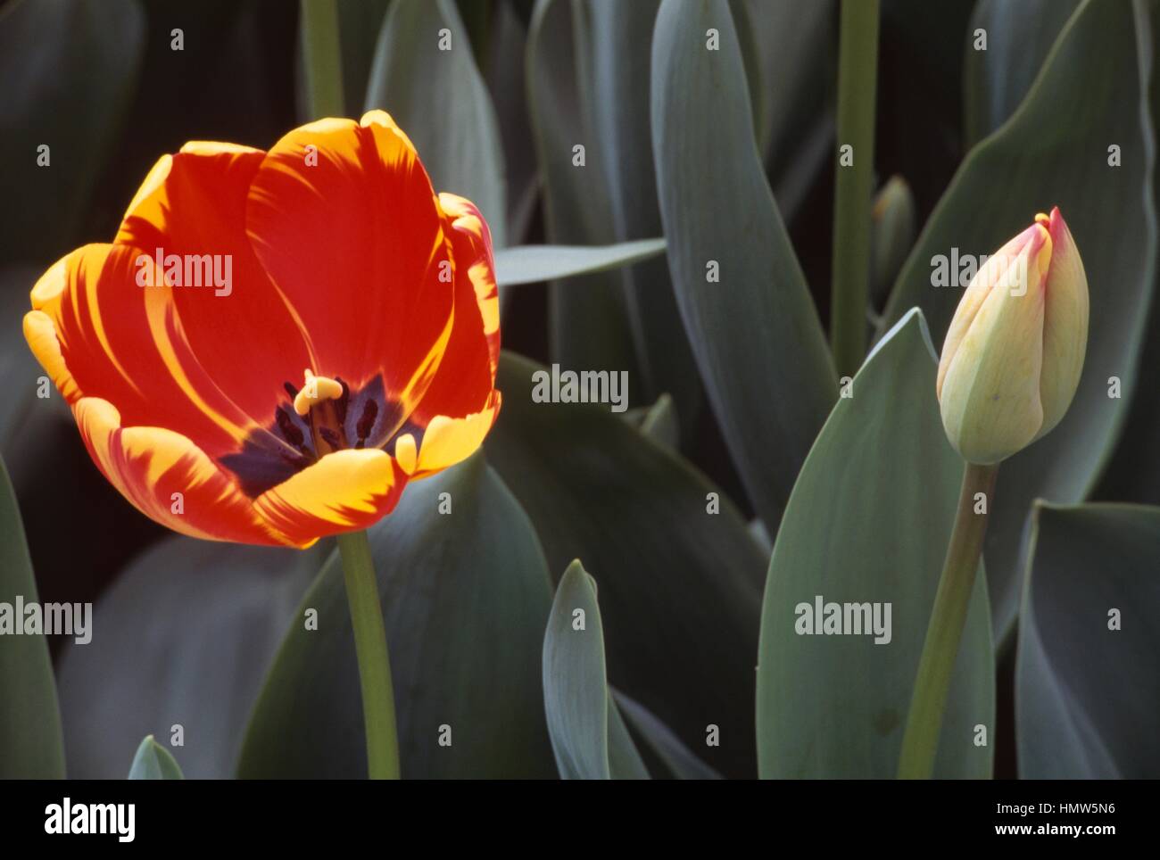 Tulip Banja Luka High Resolution Stock Photography and Images - Alamy