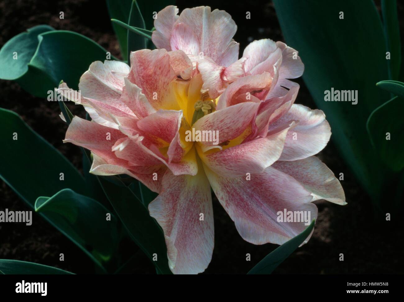 Tulipa murillo salmon hi-res stock photography and images - Alamy Tulipa murillo salmon hi-res stock photography and images - Alamy